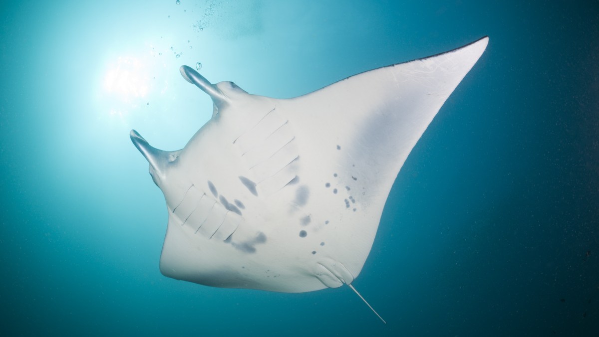 Do Fish Have Feelings? - InsideHook