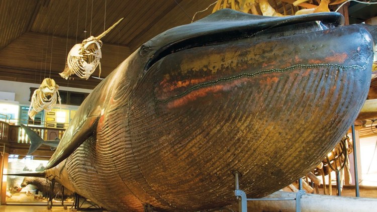 World's Only Hollowed-Out Blue Whale You Can Go Inside - InsideHook