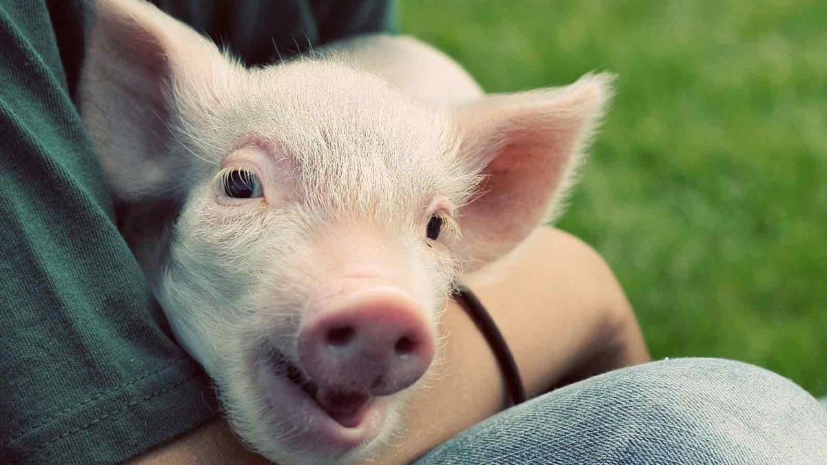 Scientists Growing Human Organs in Pigs in Controversial New Procedure ...