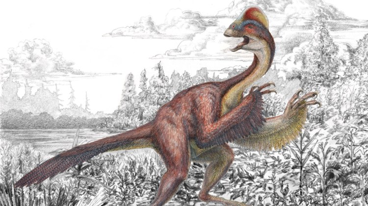 Fossils Prove 99-Million-Year-Old Birds Were Surprisingly Modern ...