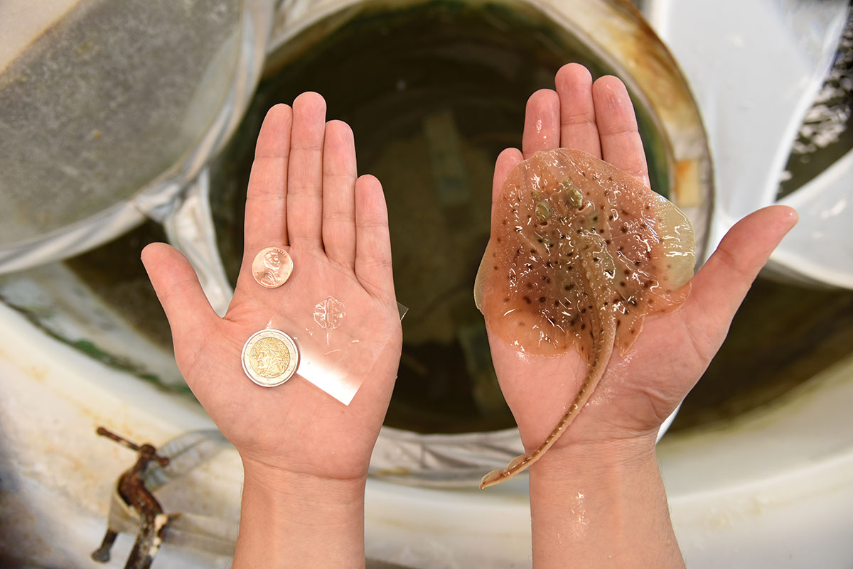Scientists Build Robotic Stingray Powered by Rat Heart Cells - InsideHook