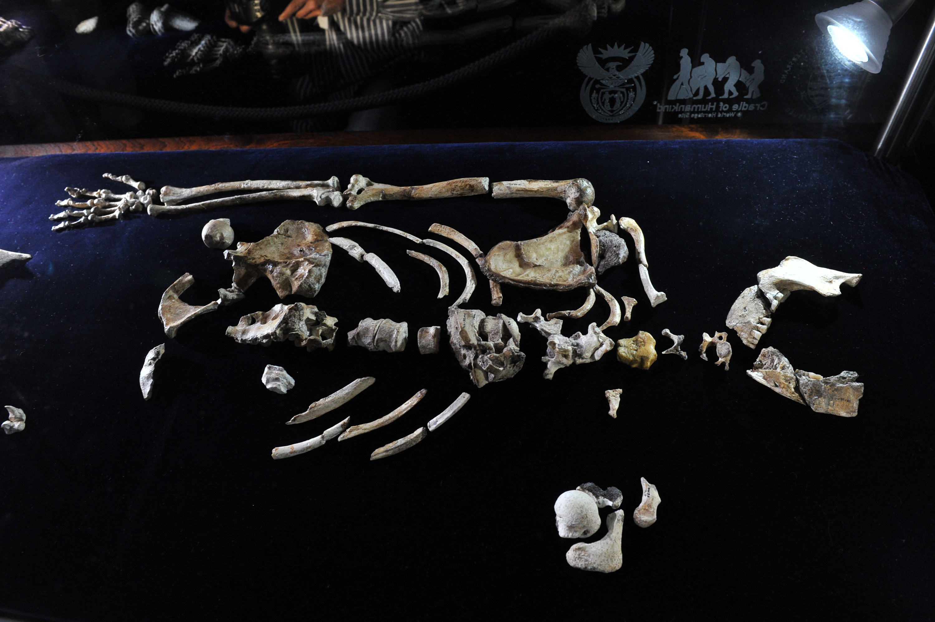 Lee Berger is the Most Controversial Person in Paleoanthropology ...