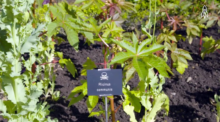 Welcome to the World's Deadliest Garden - InsideHook