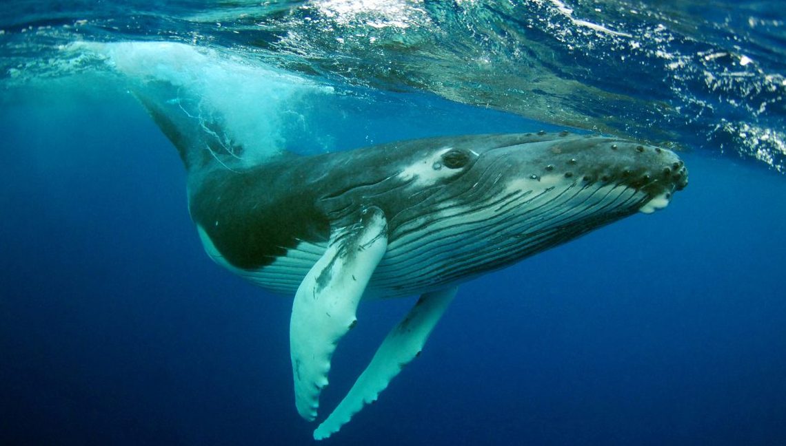 Whale Used to Be a Prominent Ingredient in Margarine - InsideHook
