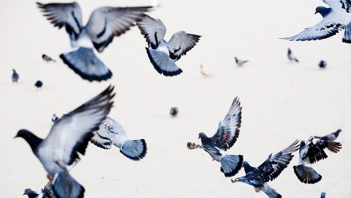 New Study Shows Pigeons Can Read Words - InsideHook