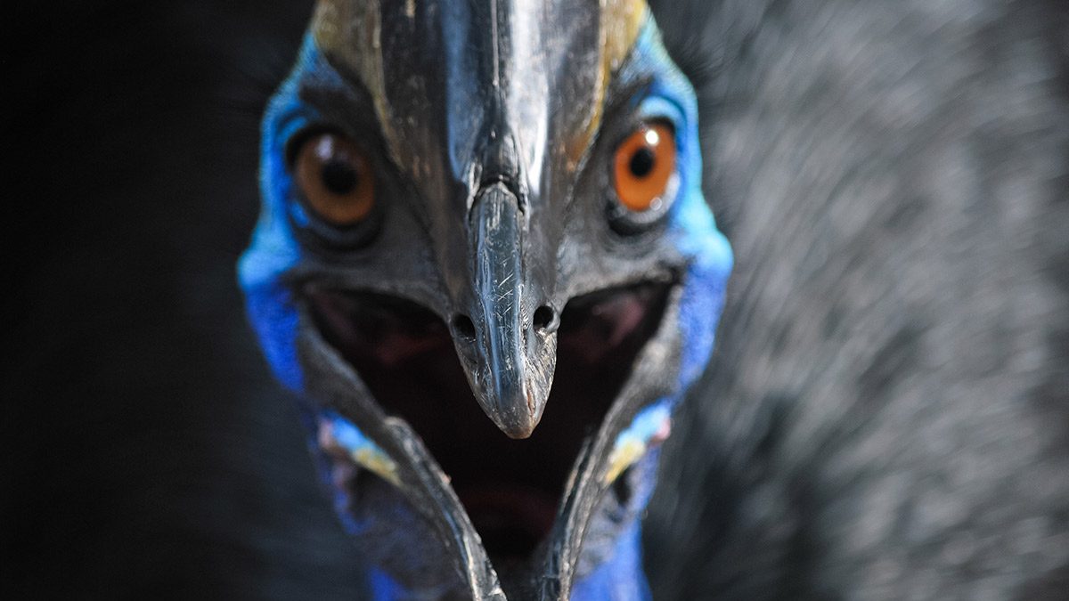 The World's Most Dangerous Bird is a Cassowary - InsideHook