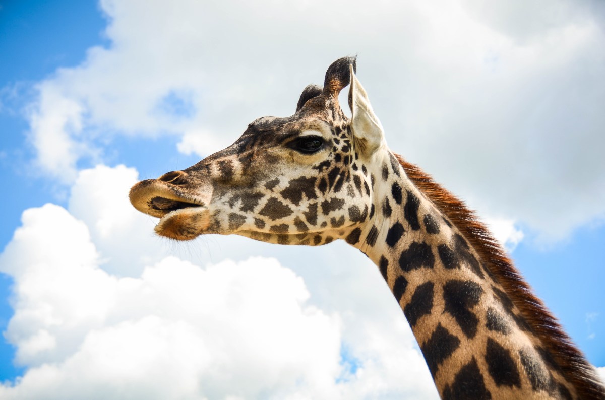 Global Giraffe Population Is Down 40% Over Last 30 Years, Says ...