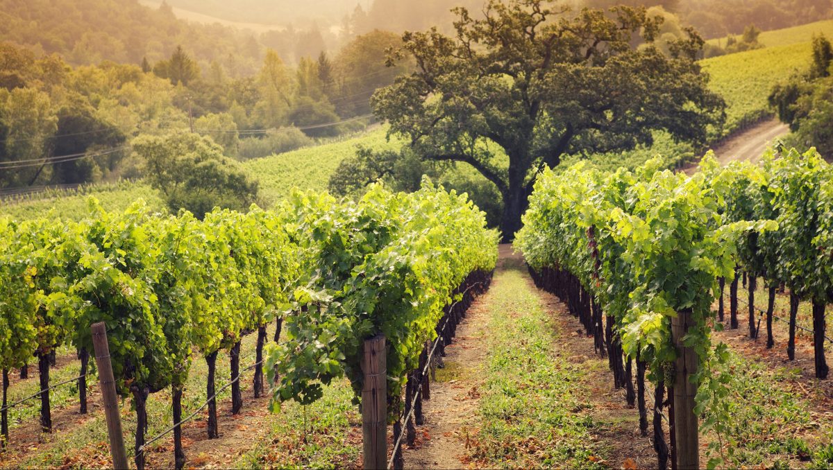 These Are the Top Travel Destinations for Wine Lovers - InsideHook