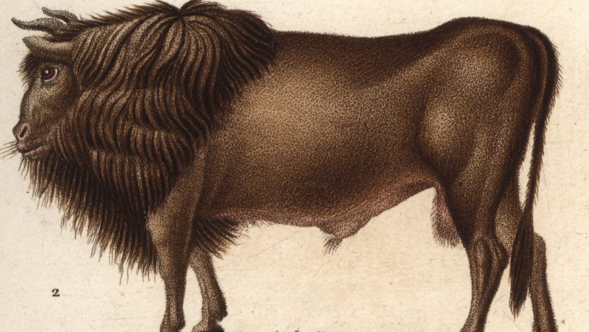 Long-Extinct Auroch Cattle to Be Resurrected Via Back-Breeding - InsideHook