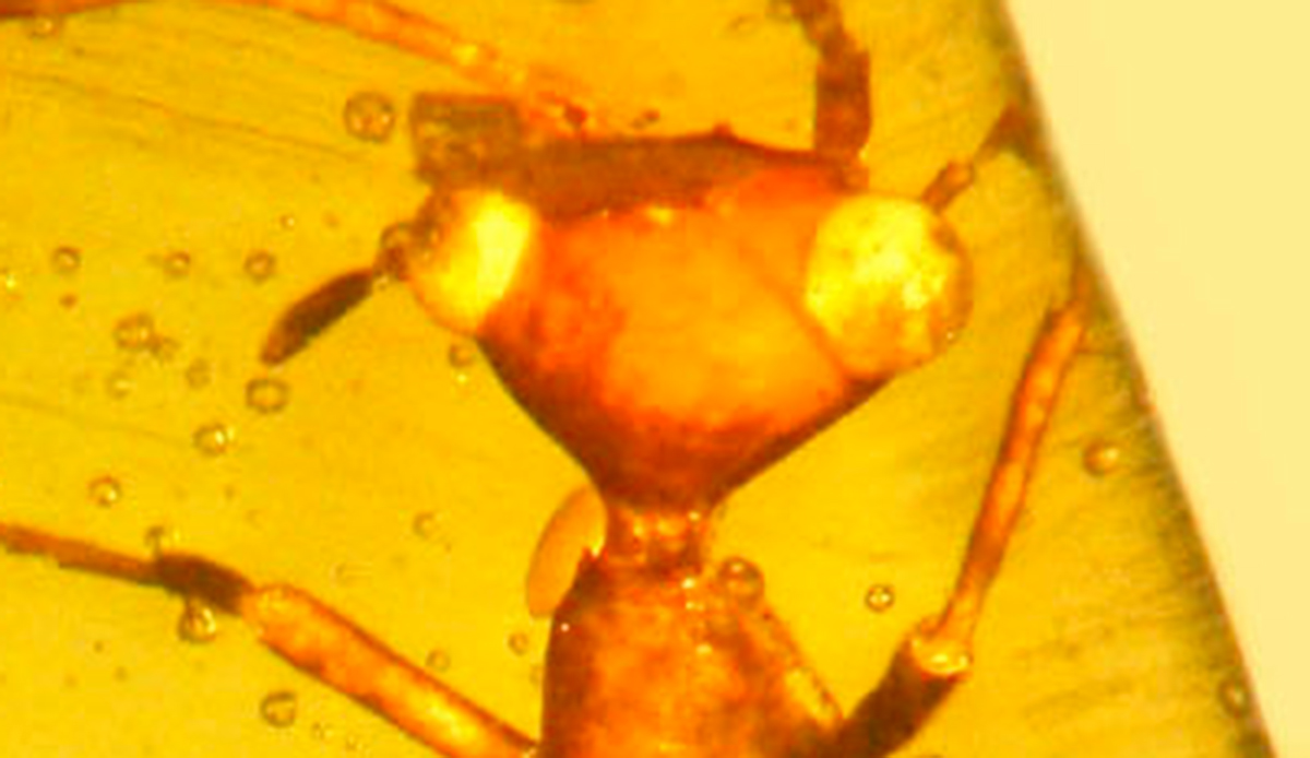Alien-Like Insect Discovered by Scientists Is 100 Million Years Old ...