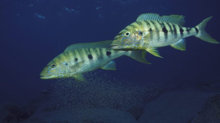 Scientists Solve Why an African Fish Evolves So Rapidly - InsideHook