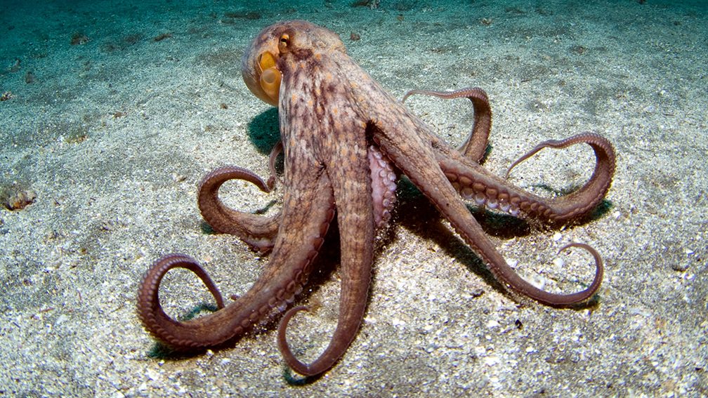 Octopuses Are More Like Humans Than You Might Expect - InsideHook