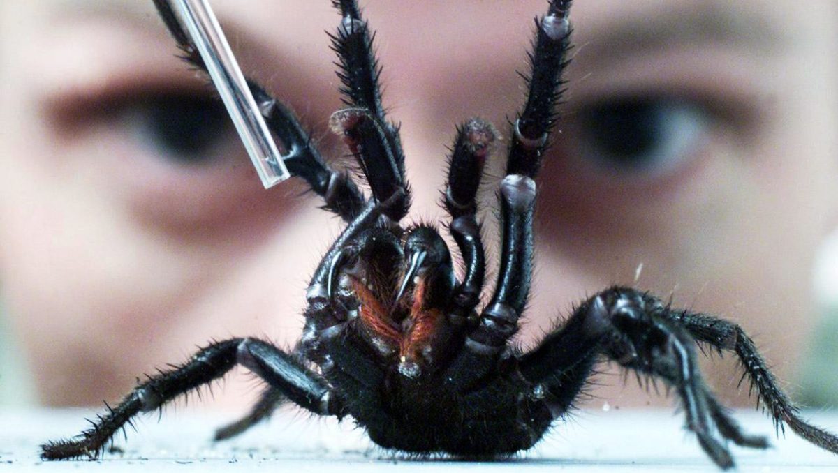 Spider Silk Could Be The Robotic Muscle Of The Future - InsideHook