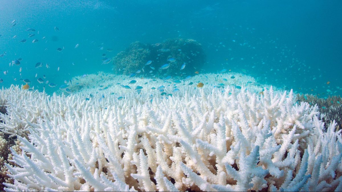 Saving the Great Barrier Reef Requires Stopping Climate Change ...