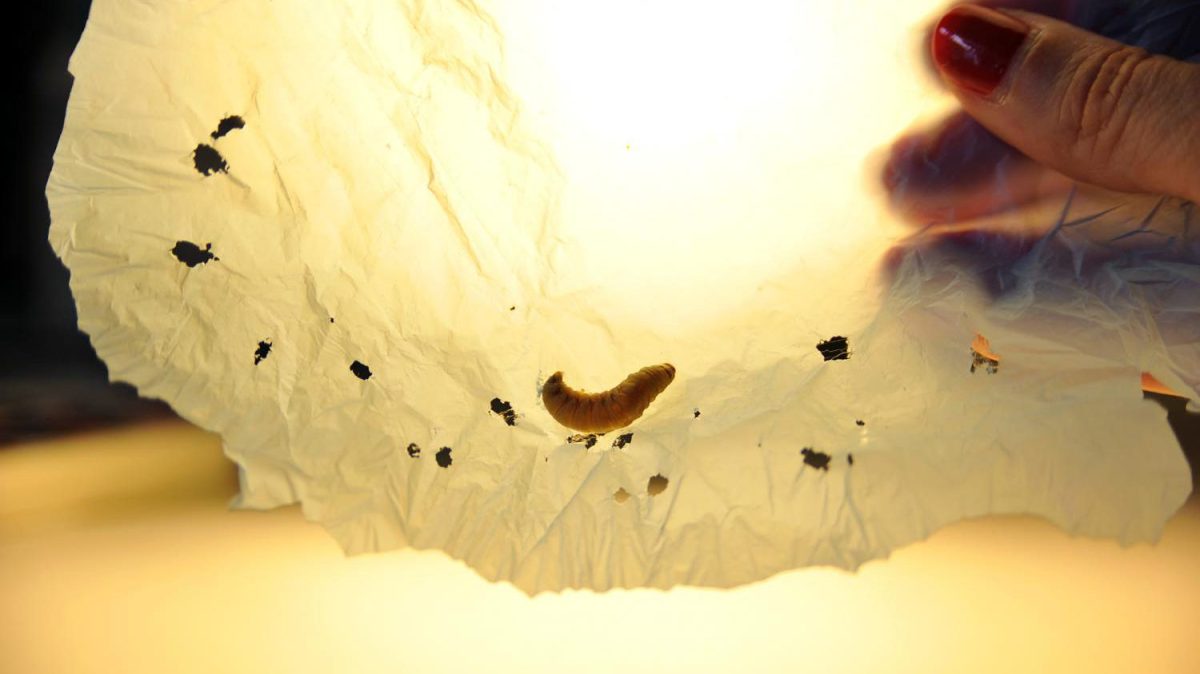 Plastic-Eating Worms Could Offer Breakthrough to World's Trash Bag ...