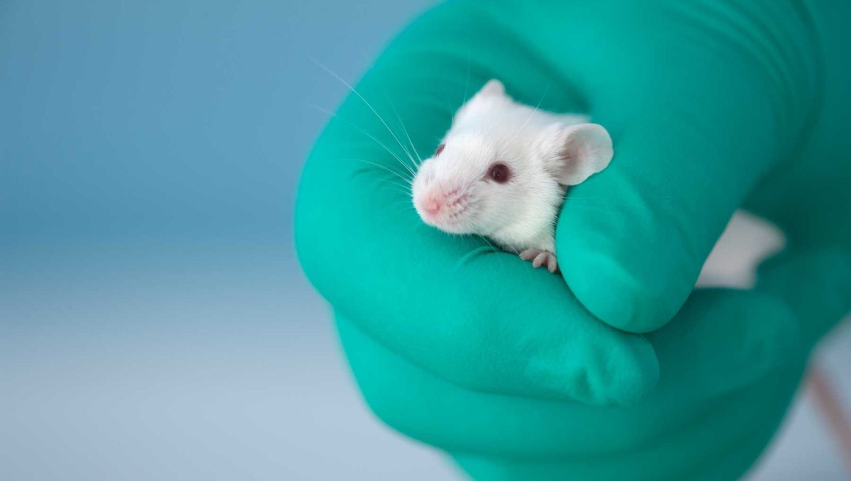 3-D-Printed Ovaries Help Infertile Mice Give Birth to Healthy Offspring ...