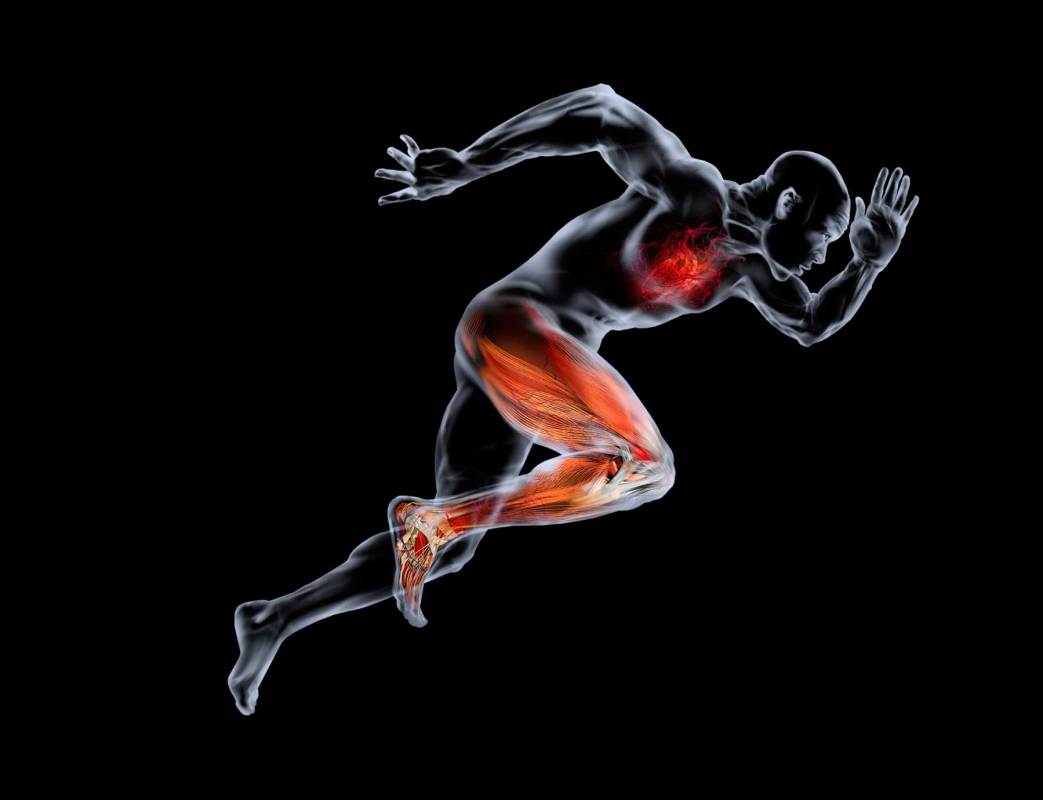 Experimental Program Tests Synchronization of Muscles Between Two ...