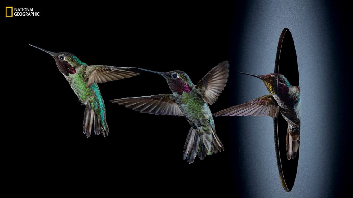 High Speed Pictures Show Magic of Hummingbirds in Flight - InsideHook