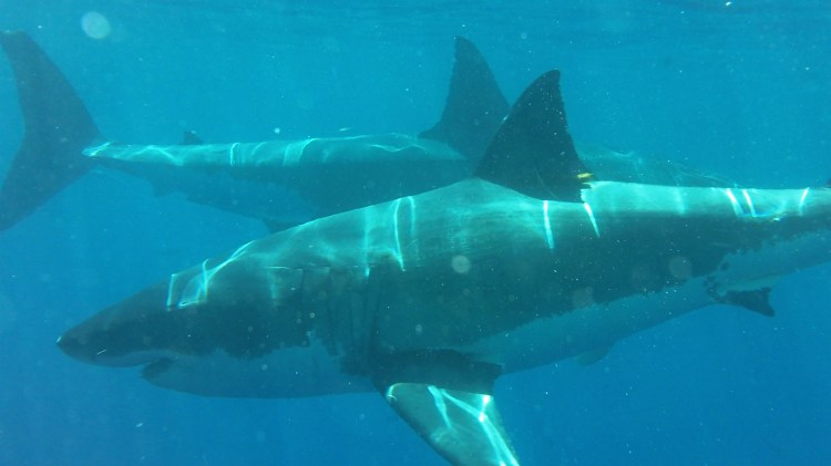 How to Have Your Own Private 'Shark Week' - InsideHook