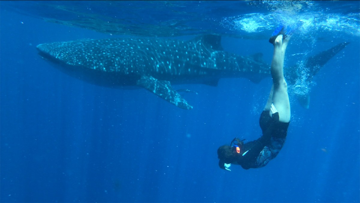 The Off-The-Grid Guide to Diving With the Sharks - InsideHook