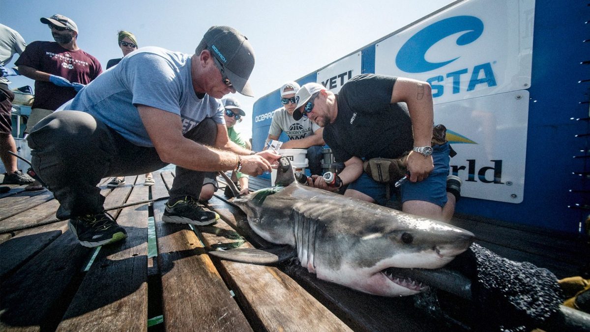 Life Aboard a Research Vessel Tagging Great White Sharks - InsideHook