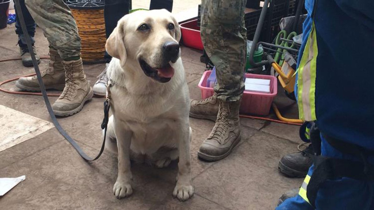 Meet the Mexican Navy's Heroic Yellow Lab That Has Saved a Dozen Lives ...