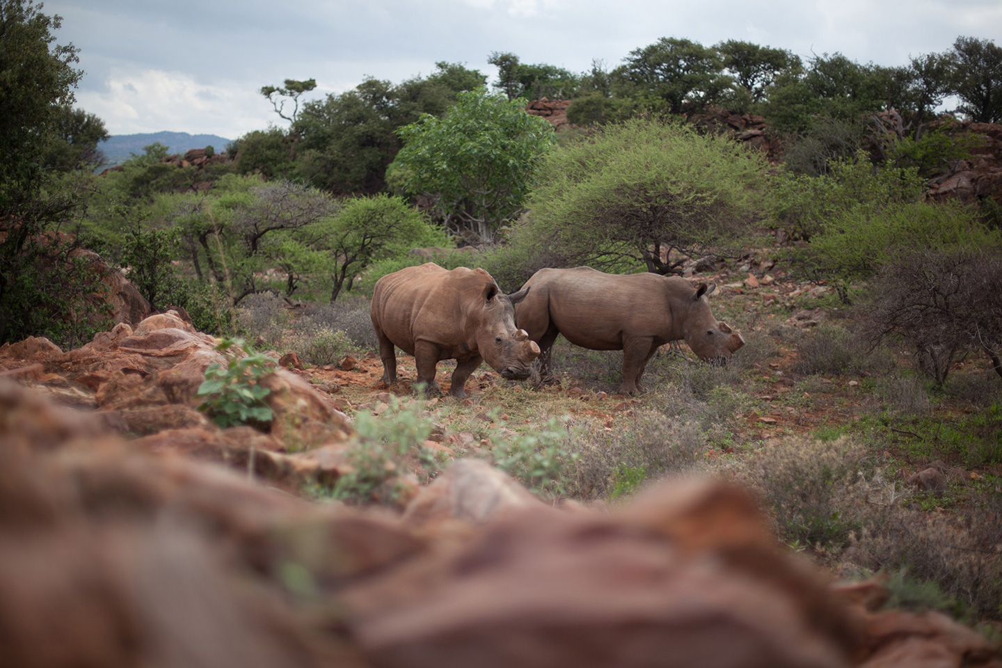 Meet the Ex-Marine Fighting African Poachers One Tusk at a Time ...