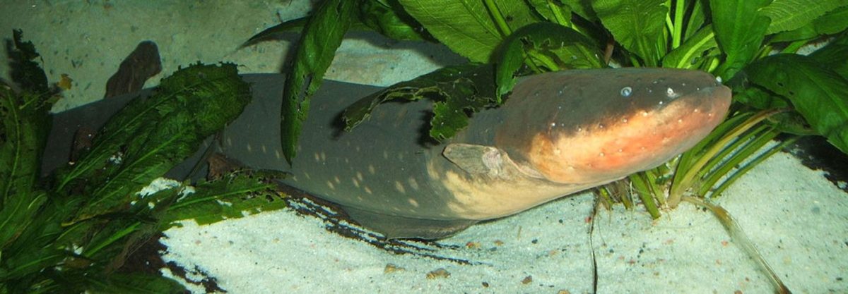 New Type of Battery is Inspired by Electric Eels - InsideHook