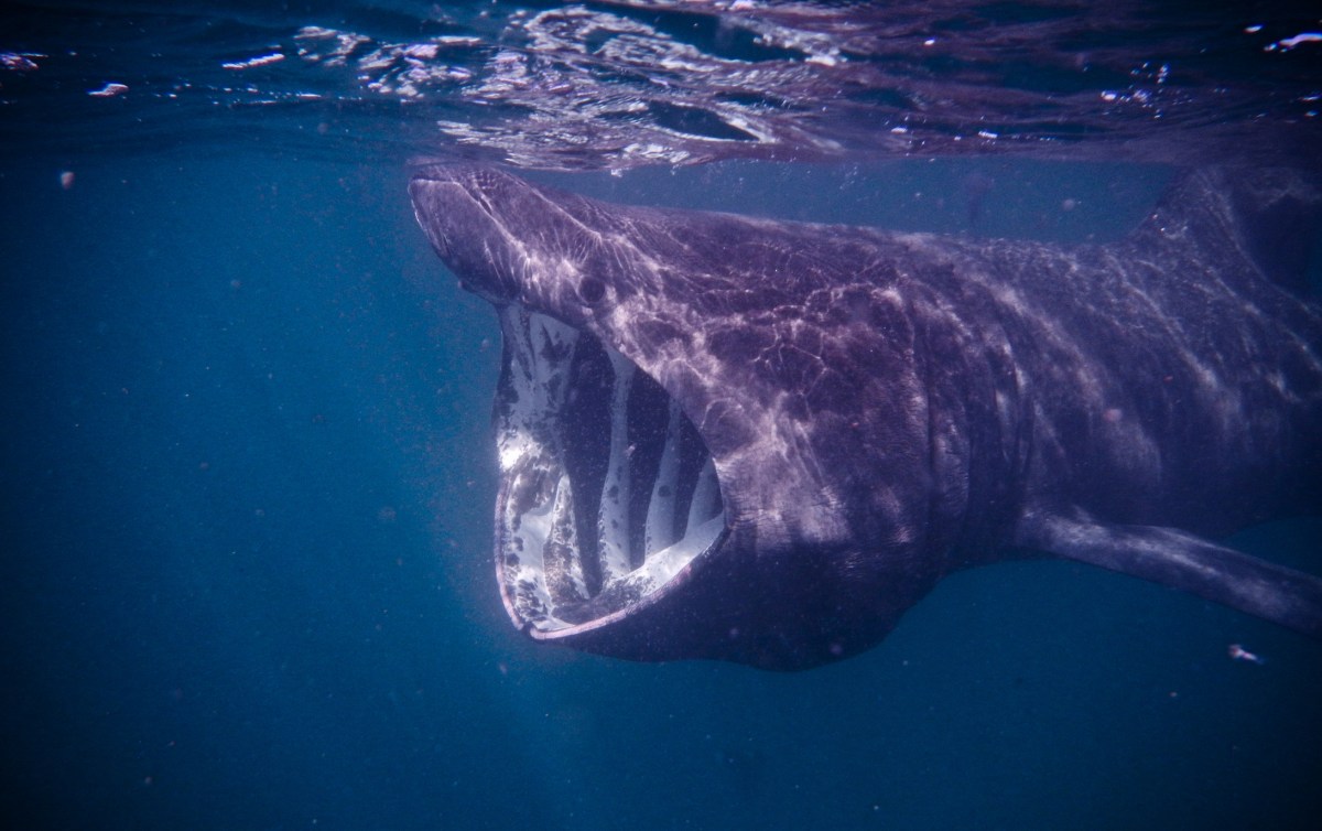 Experts Are Confused by These Swarms of Huge Sharks - InsideHook