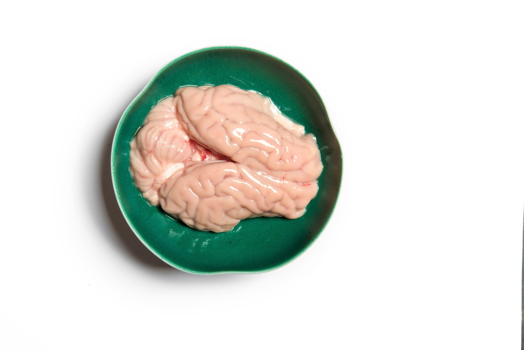Scientists Brought A Severed Pig s Brain Back To Life InsideHook scientists-brought-a-severed-pig-s-brain-back-to-life-insidehook