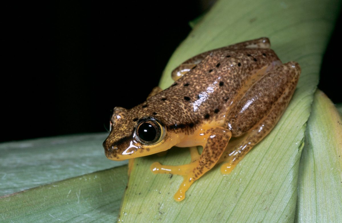 World's Oldest Rain Forest Frogs Found In Amber From Cretaceous Period ...
