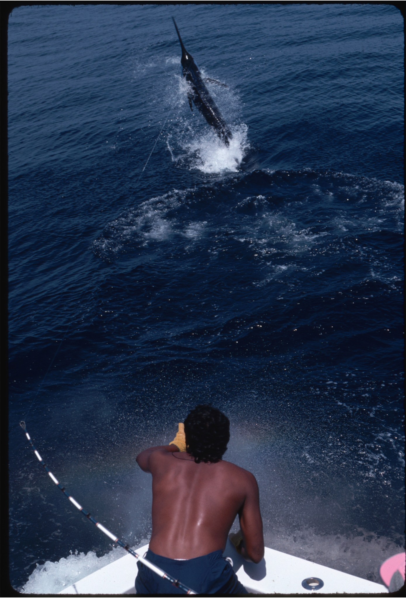 The 7 Most Hard-to-Catch Fish in the World — And Where to Find Them ...