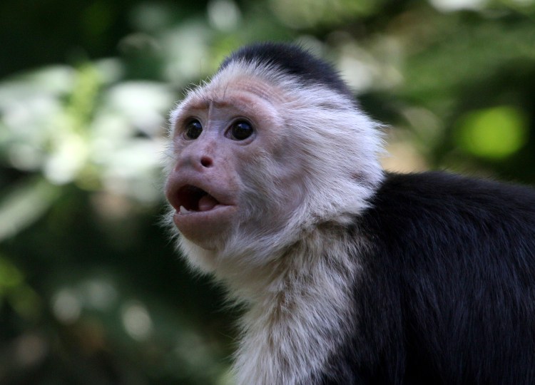 Tiny Monkeys Caught on Camera Using Stones as Tools - InsideHook