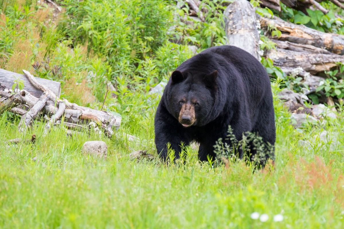 Meet Donnie Vincent, A Bear Hunting Conservationist - InsideHook
