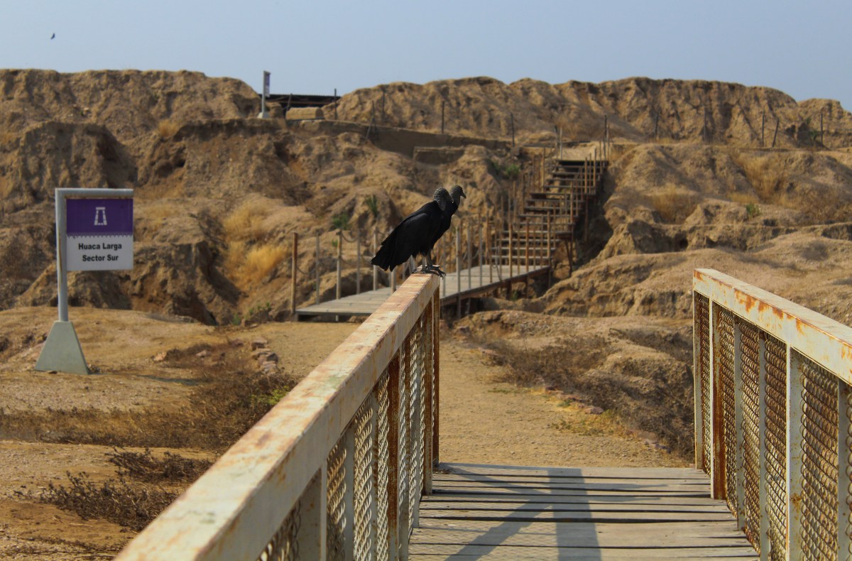 Mummified Corpses of Inca Nobility Found in One of Largest Burial Sites ...