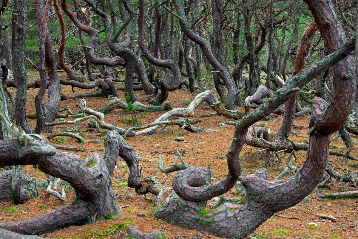 Trees In The 'Troll Forest' In Sweden Are Up to 200 Years Old - InsideHook
