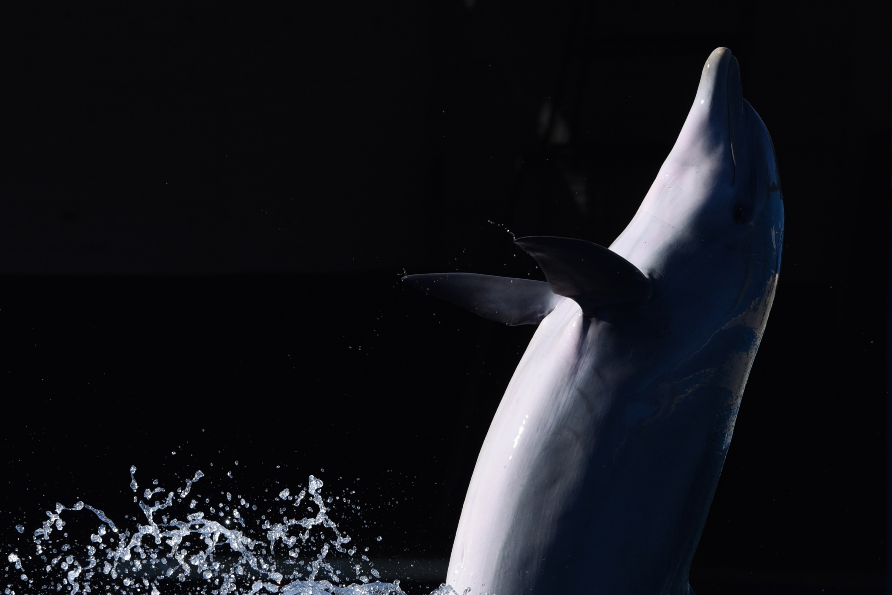 A Wild Dolphin Learned to Tail-walk and Set-off a Scientific Mystery ...