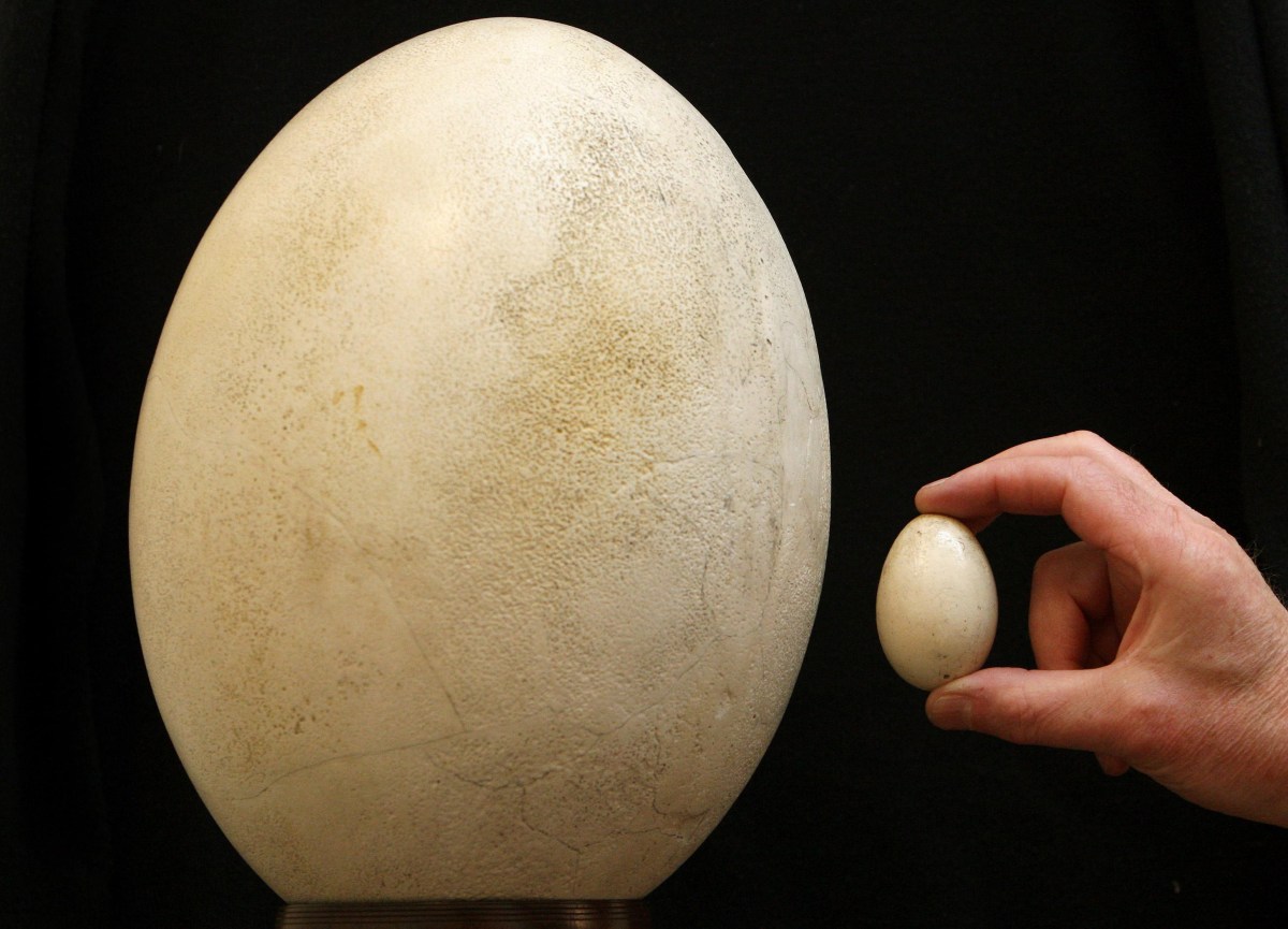 The Elephant Bird of Madagascar Was the Largest Bird in History ...