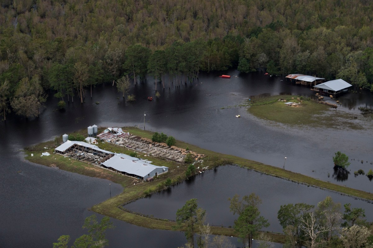 Hurricane Florence Is Causing Lagoons of Pig Waste to Overflow - InsideHook