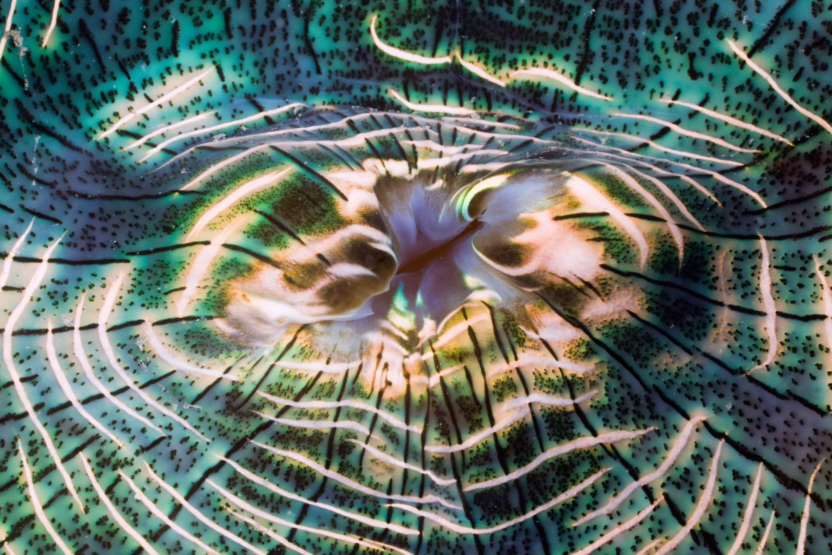 Giant Clams Might Have a Part in the Future of Renewable Energy ...