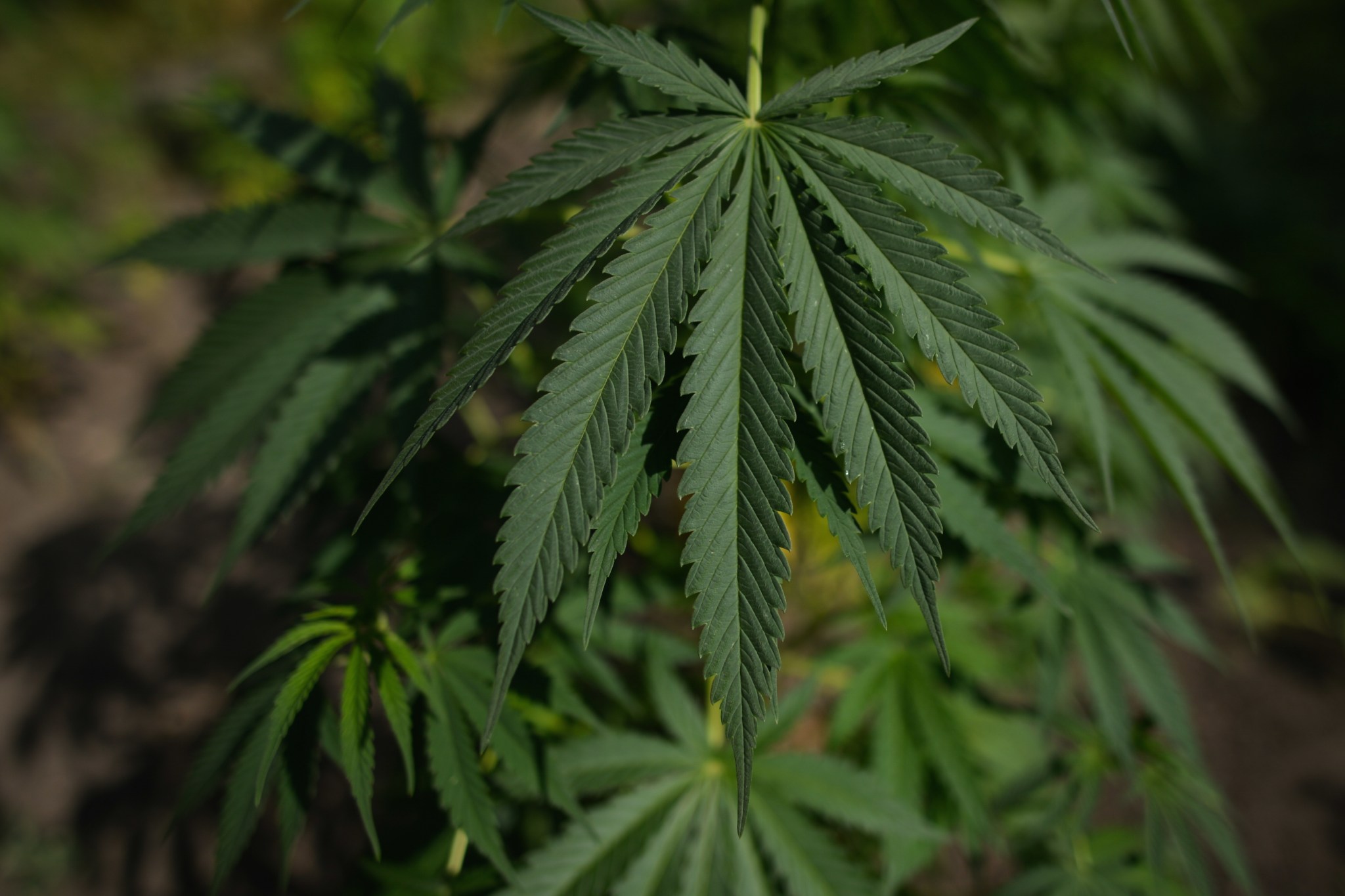 What Will Become of the Economic Marijuana Bubble? - InsideHook