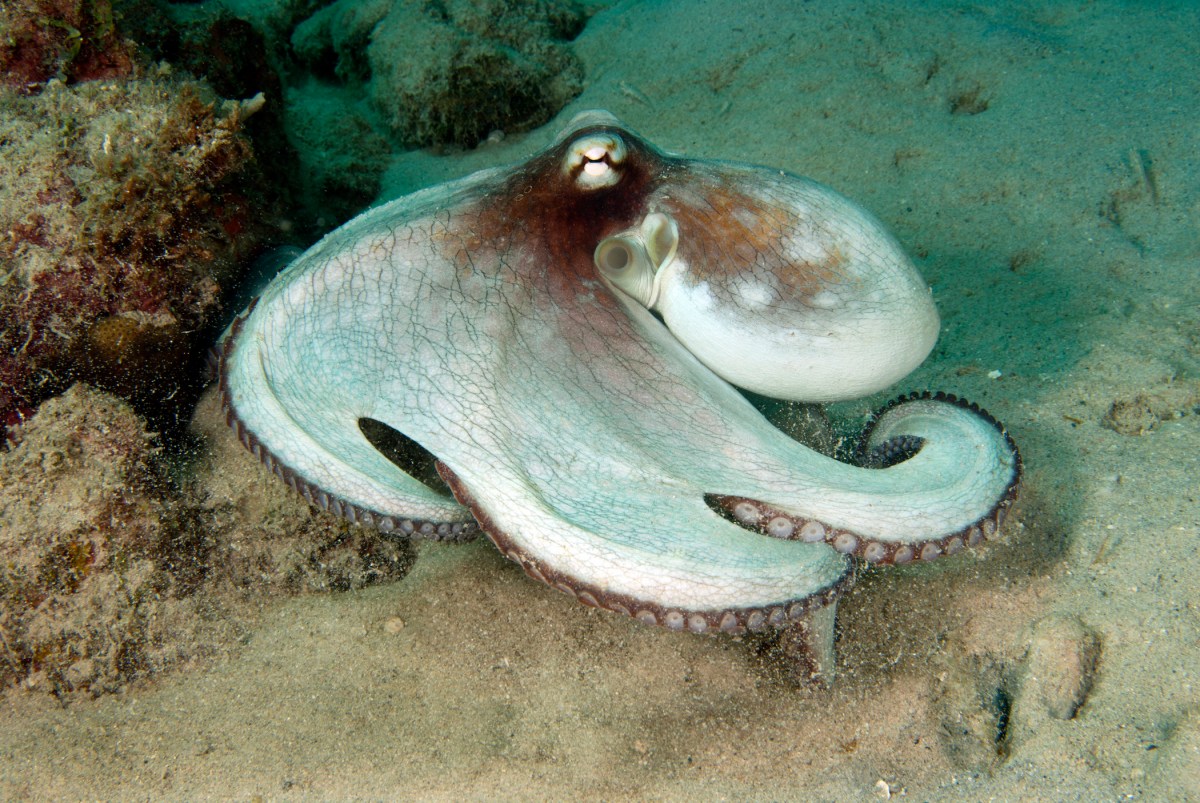 Scientists Want to Know if Octopuses React to Molly Like Humans Do ...