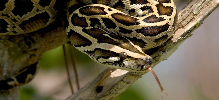 Newly Discovered Hybrid Pythons Are Threatening Wildlife in Florida ...