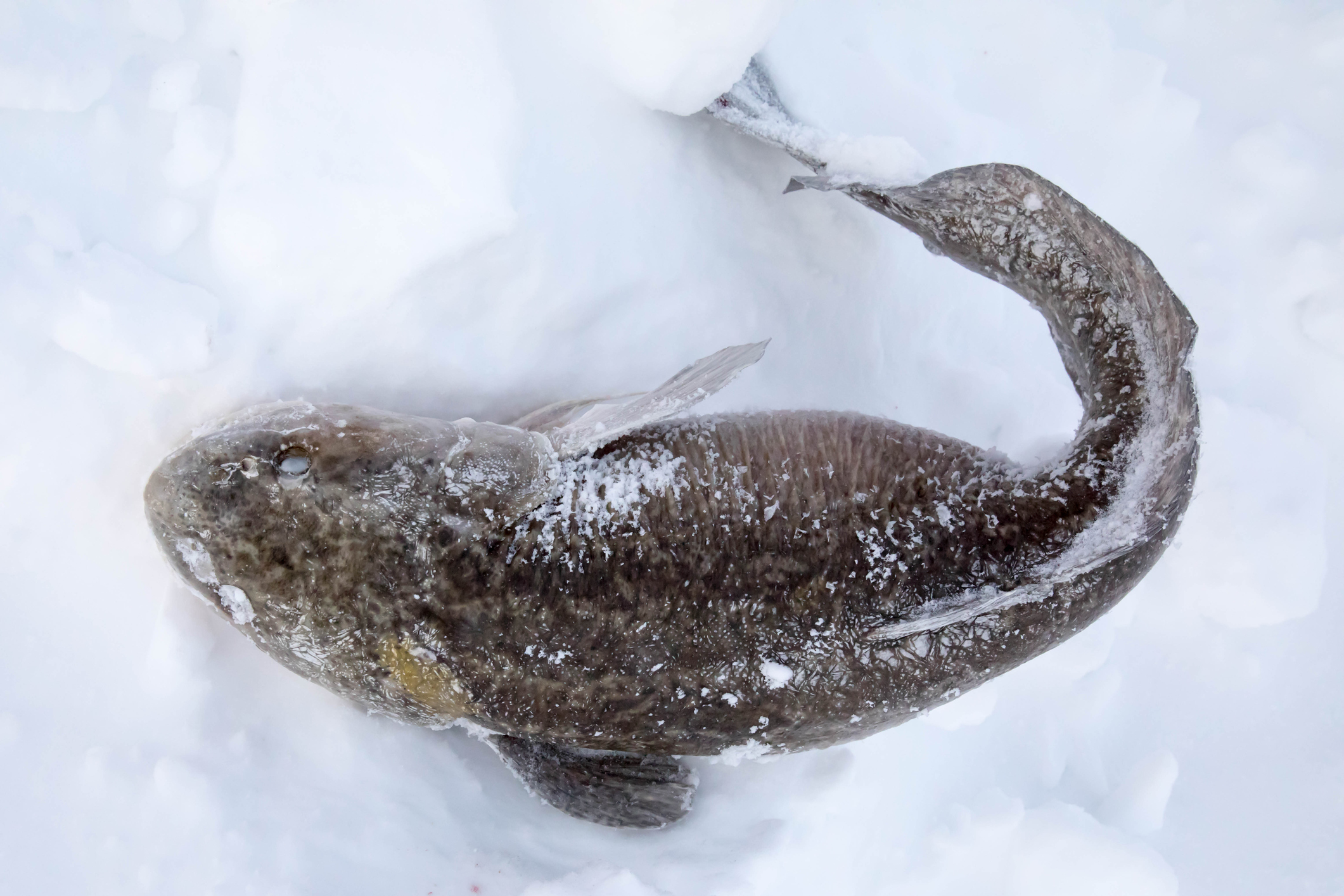 World's 10 Best Ice Fishing Spots—and What to Catch There - InsideHook
