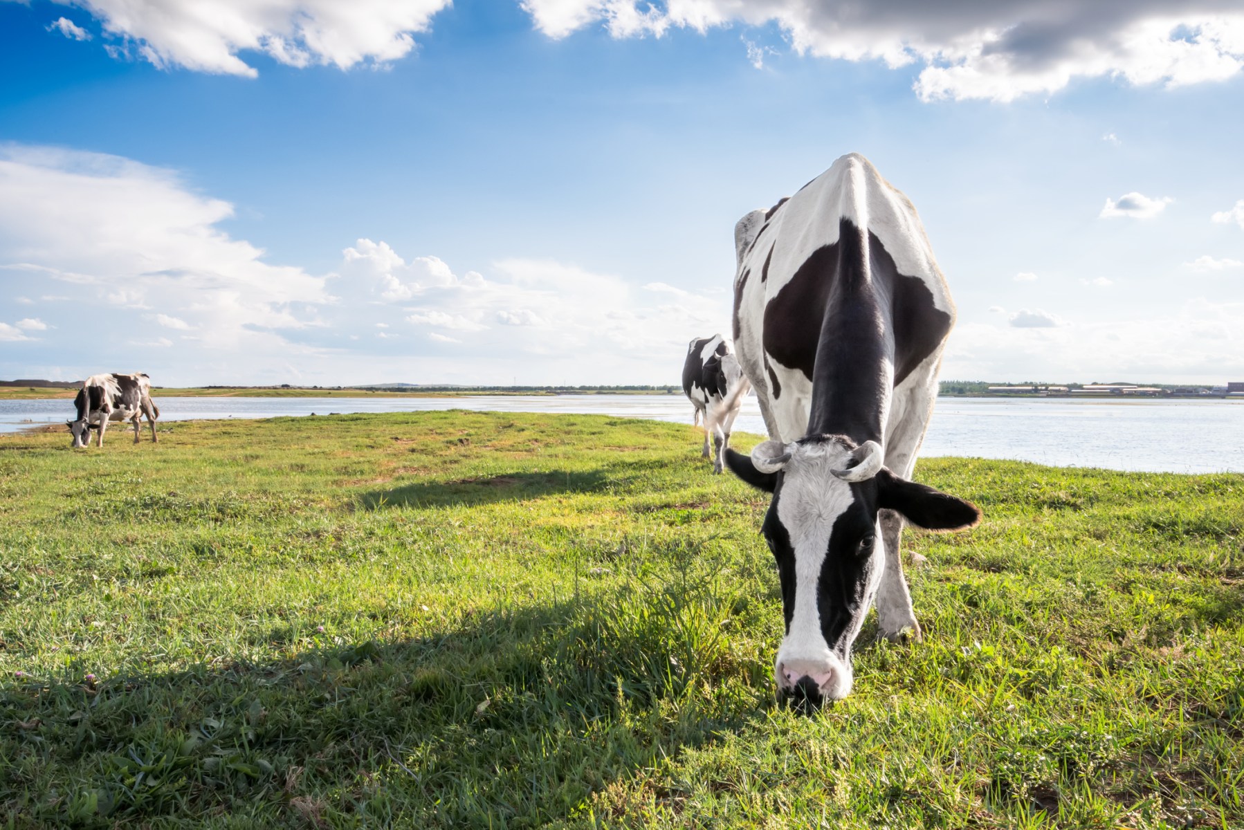 Giant Cow in Australia Stands More than Six Feet Tall - InsideHook