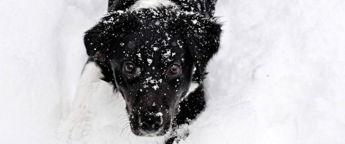 How To Keep Your Pets Safe In Extreme Cold Temperatures - InsideHook