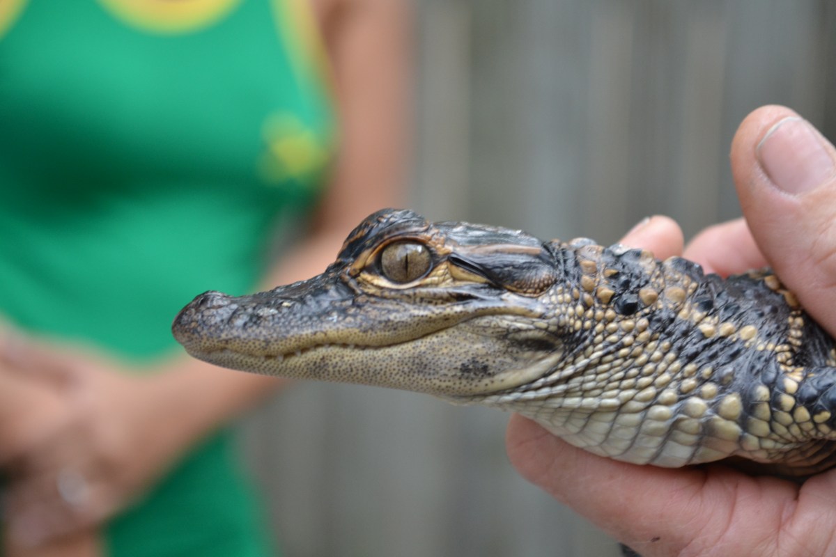 Meet Wally, the Emotional Support Alligator Who Enjoys Watching TV ...
