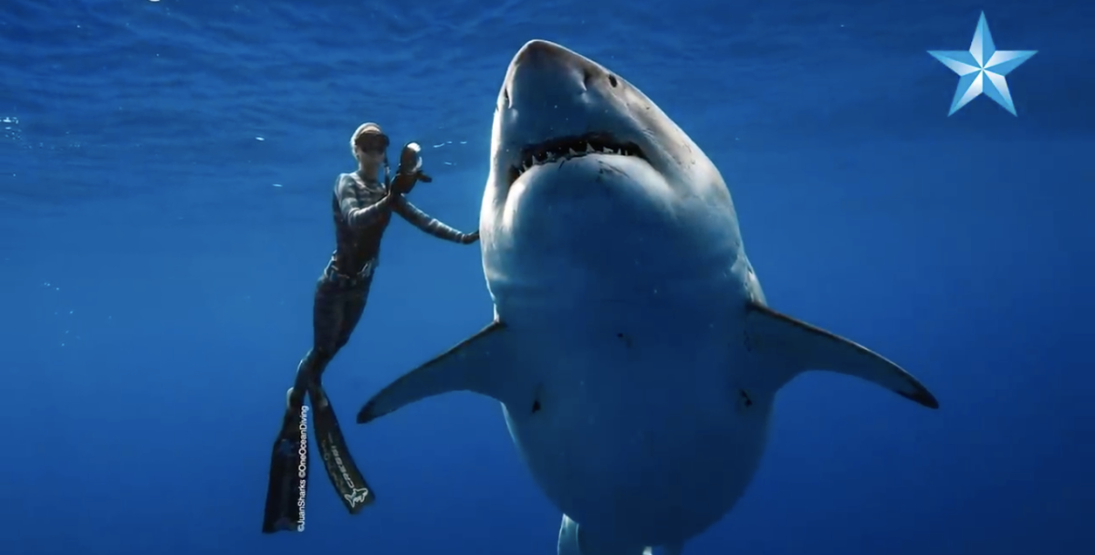 Watch: Diver Swims with Massive Great White Shark Nicknamed "Deep Blue ...