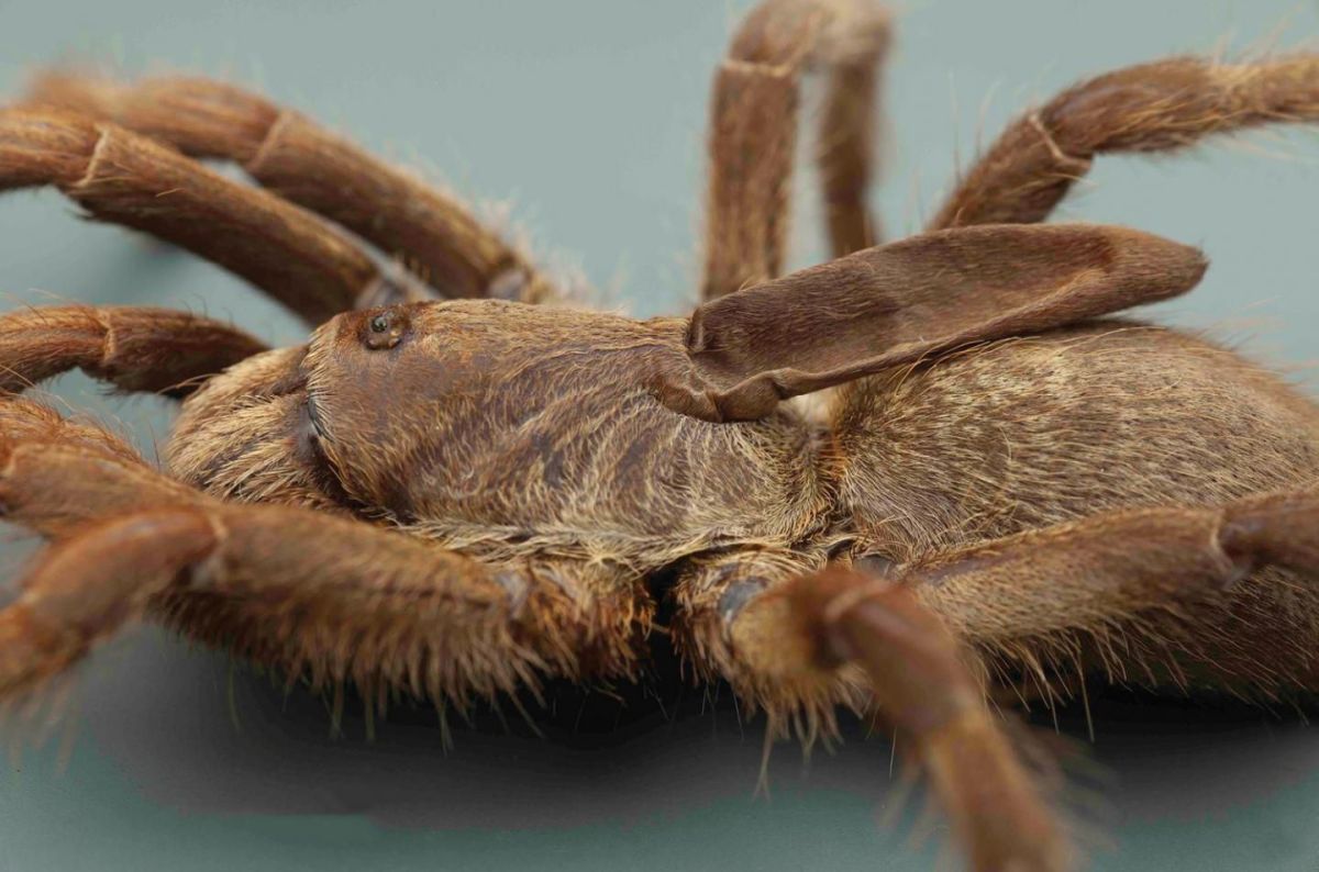 Newly Discovered Horned Tarantula Is Stuff Nightmares Are Made Of ...