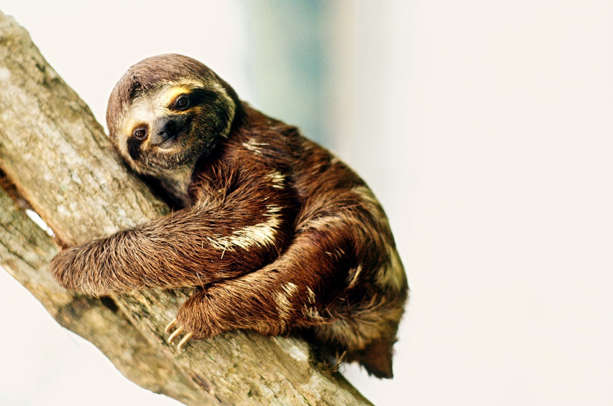 27,000-Year-Old Massive Sloth Fossil Found Under Water - InsideHook